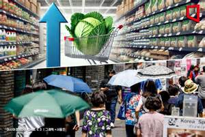 폭염에 배추 한 포기 9000원 훌쩍…지난해보다 70 뛰었다