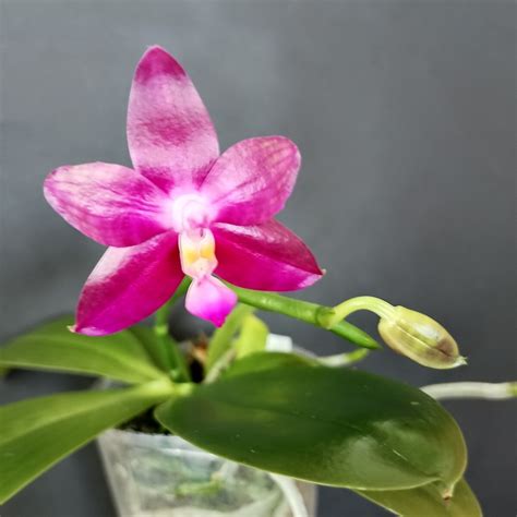 Yahoo オークション 1 Phal Miki Lola Girl Bear King 666 胡蝶蘭