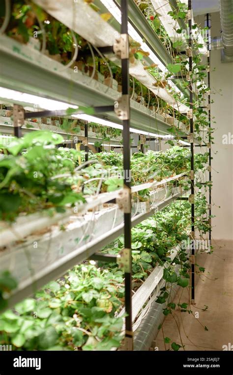 Hydroponic Farm With Vibrant Green Plants Growing Vertically Using