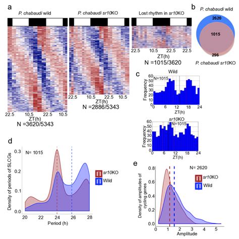 Disruption Of Sr10 Affects The Circadian Transcriptome Of Plasmodium