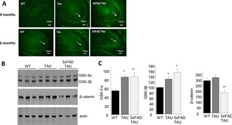 Increase In Hyperphosphorylated τ Immunoreactivity In Hippocampus Of 4 Download Scientific