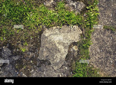 Filtered Green Grass Growing Through Concrete With Copy Space Stock