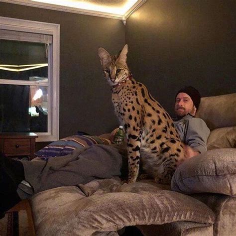 Serval Full Grown