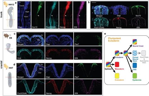 The Pluripotency Signature Of The Neural Crest Is Detected At All