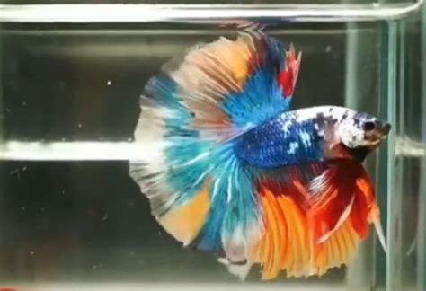 Rosetail Betta Fish Variant When Beauty And Ethics Collide JapaneseFightingFish Org