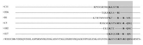 Exploring Innovative Methods For Random Peptide Library Construction Kmd Bioscience Provides
