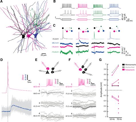 figure 1 from inhibitory connectivity dominates the fan cell network in