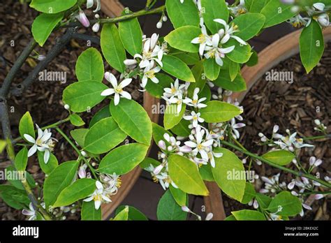 Flowers On A Meyer Lemon Tree At Ronald Alvarez Blog