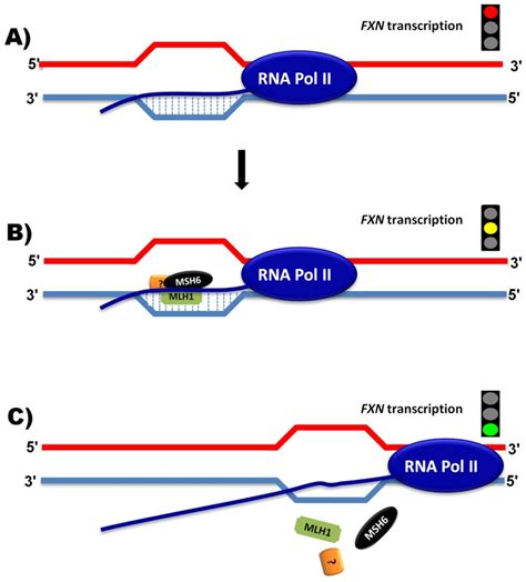 Images Illustrate A Inhibition Of Transcription By Triplex Dna•rna Download Scientific