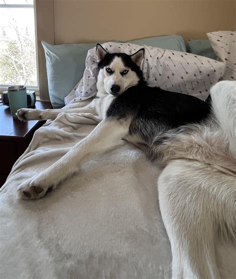 Oh Im Sorry Did I Disturb You Rhusky