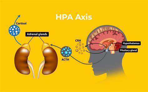 Fortius Personal Trainer Dubai Blog Fitness And Wellness Tips