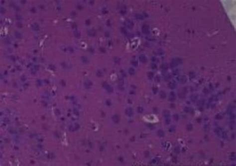 Novus Biologicals™ Mouse Multi Organ Tissue Microarray Normal Mouse