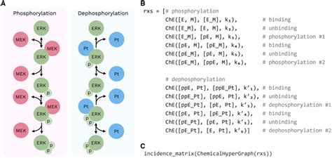 Usage Example Of Hypergraphsjl Model Of The Mekerk Signaling Cascade