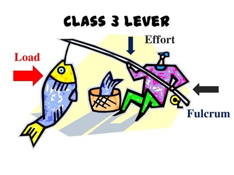 Lever For Class 3 At Pauline Dane Blog