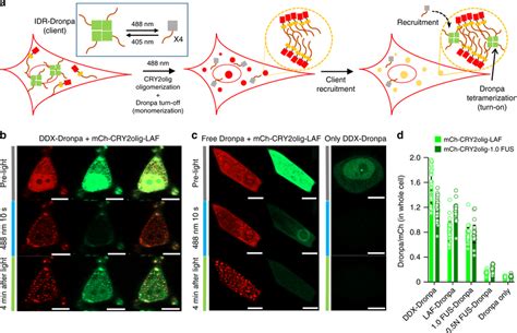 Real Time Observation Of Fp Interactions Inside Light Induced Idr