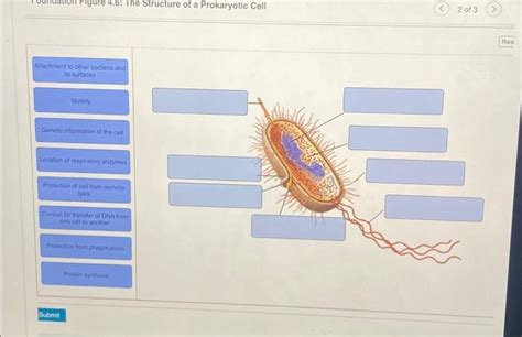 Solved Figure The Structure Of A Prokaryotic Cell Chegg Com