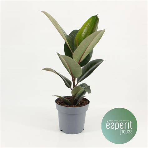 Ficus Elastica M14 40cm