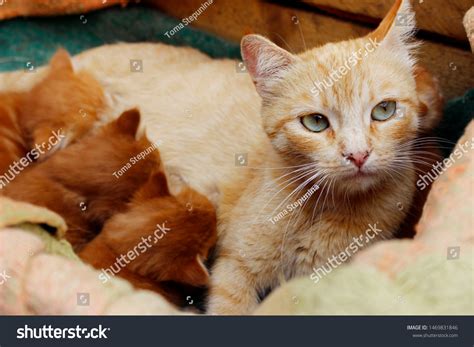 Red Tabby Cats For Adoption