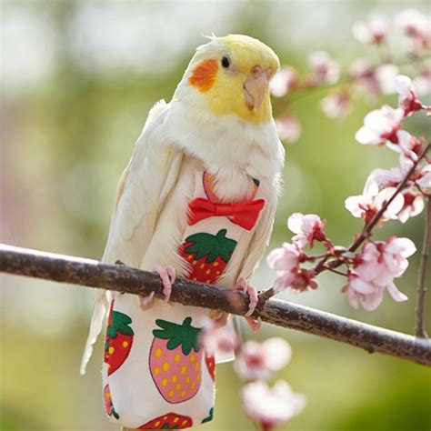 Scutec Pentru Pasari Sunmostar Lavabil Rosu Emag Ro