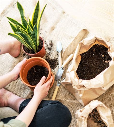 How To Fix Common Soil Problems For Your Indoor Plants Beginner Houseplant