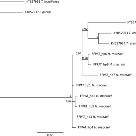 Bayesian Phylogenetic Tree Based On 73 125 And 12 Publicly Available Download Scientific
