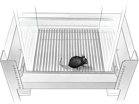 Contextual Fear Conditioning Test Scantox