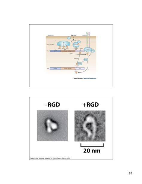 Extracellular Matrix Lecture PDF