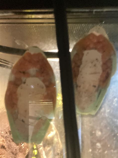 Can You Tell What Sex My Frogs Are R Frogs