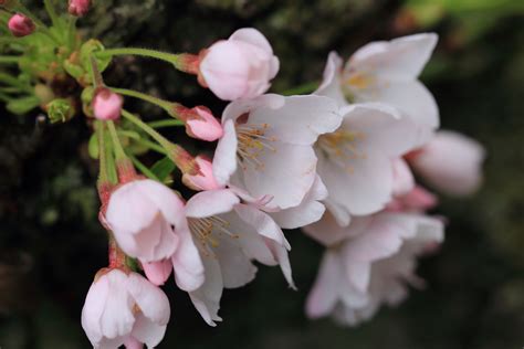 桜の上手な撮影方法作例を見ながら考えてみる 神戸ファインダー