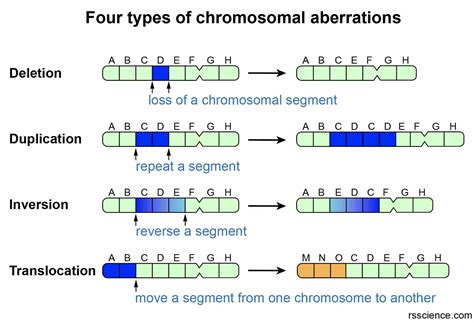 What Is A Chromosome Function And Structure Rs Science