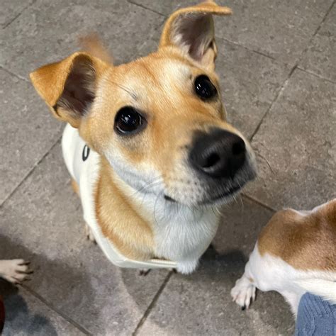 시바믹스견 코코 강아지 책임분양 ♥ 강아지무료분양 고양이무료분양 유기견입양 아이조아요양보호소