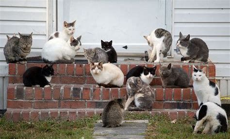 Cats Hanging Out Group Of Cats Crazy Cats Animal Collective