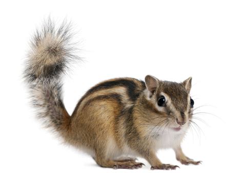 Siberian Chipmunk Zooplus Magazine