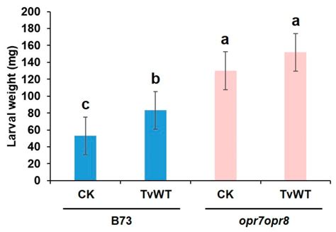 Trichoderma Virens And Pseudomonas Chlororaphis Differentially Regulate Maize Resistance To