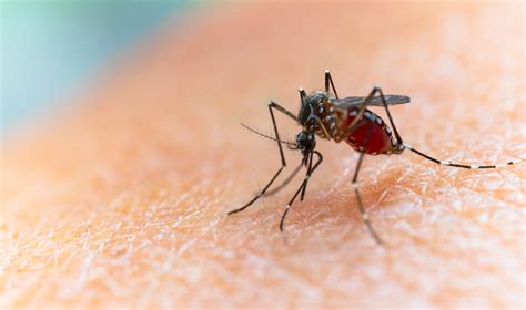 El Virus Del Nil Occidental Té Una Afectació Greu En Menys Dun 1 Dels Casos Fundació Lluita