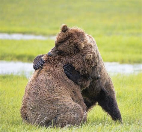Two Brown Bears Hugging In The Grass
