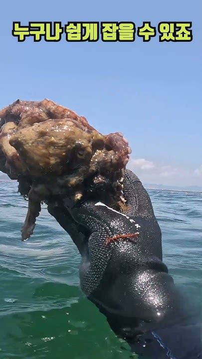 누구나 쉽게 잡을 수 있죠 아무나 잡을 수 있어요 사량도 해루질 Youtube