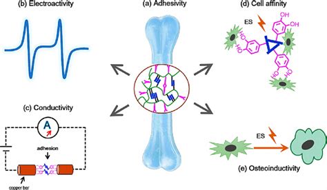 Schematic Illustration Of The Structure And Function Of Bioadhesive Download Scientific Diagram