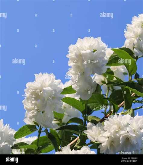 White Terry Jasmine Flowers In The Garden Against Blue Sky Floral