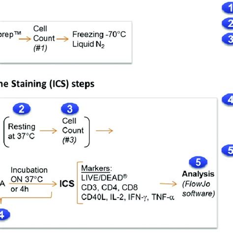 Pbmc Processing A Ics Steps And Investigated Parameters B Ag Download Scientific Pbmc Processing A Ics Steps And Investigated Parameters B Ag Download Scientific