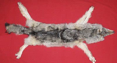 Tanned Wolf Hides Pelts