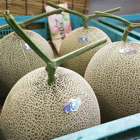 メロン小屋オープンいたします ブログ 清水区三保で愛情を込めて育てたトマトをお届け