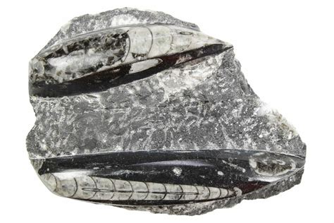 4 9 Polished Fossil Orthoceras Plate Morocco 254500 For Sale