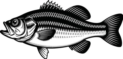 Stripped Bass Vector Art Icons And Graphics For Free Download