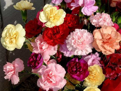 What Colors Are Carnation Flowers At Austin George Blog