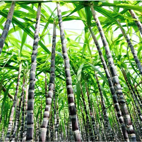 Complete Guide To The Grinding Process Of Sugarcane Extracts Step By Step Key Points