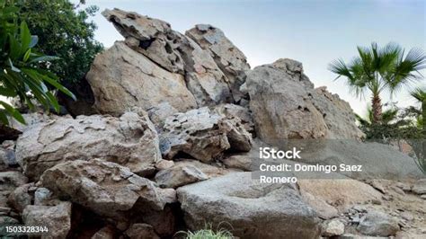 푸른 하늘 아래 건조한 환경에서 바위 야자수 및 기타 관목이 있는 사막 식물 풍경의 탁 트인 전망 0명에 대한 스톡 사진 및 기타 이미지 Istock