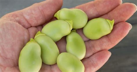 How About A Large Farva Imgur