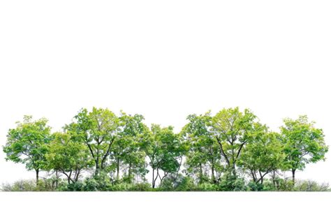 View Of A High Definition Treeline Isolated On A White Background
