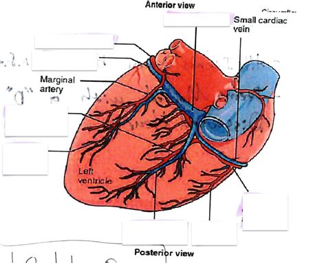 Diagram 6 Diagram Quizlet